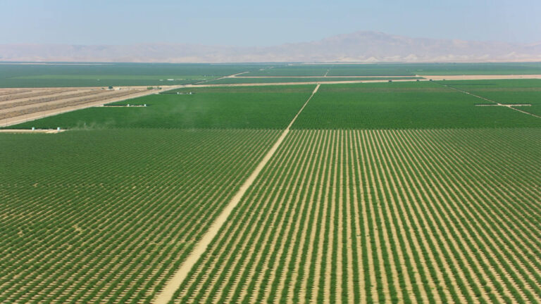 Crop Diversification and New Varieties - Sowing Success