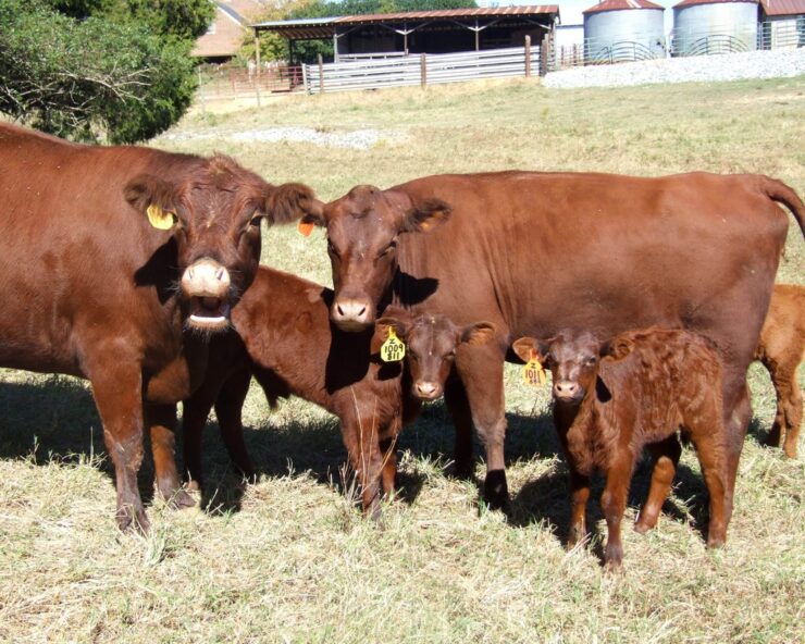 Selective Breeding via Controlled Mating - Climate Tech Wiki